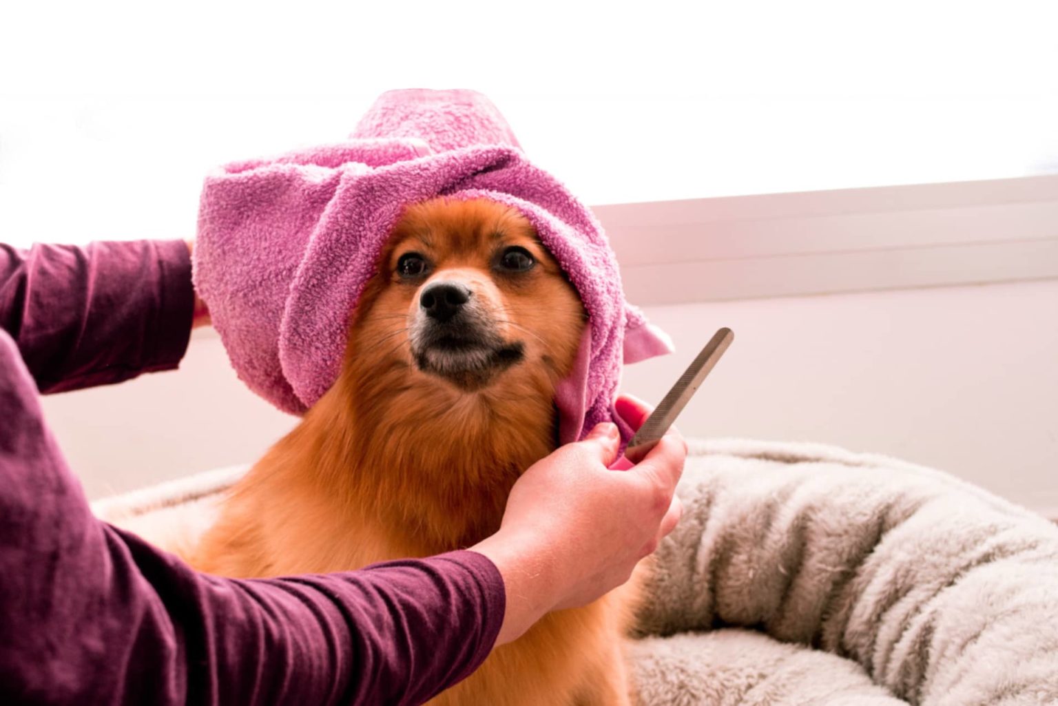 Conseils d'hygiène et de soins pour votre chien - Animal Assur