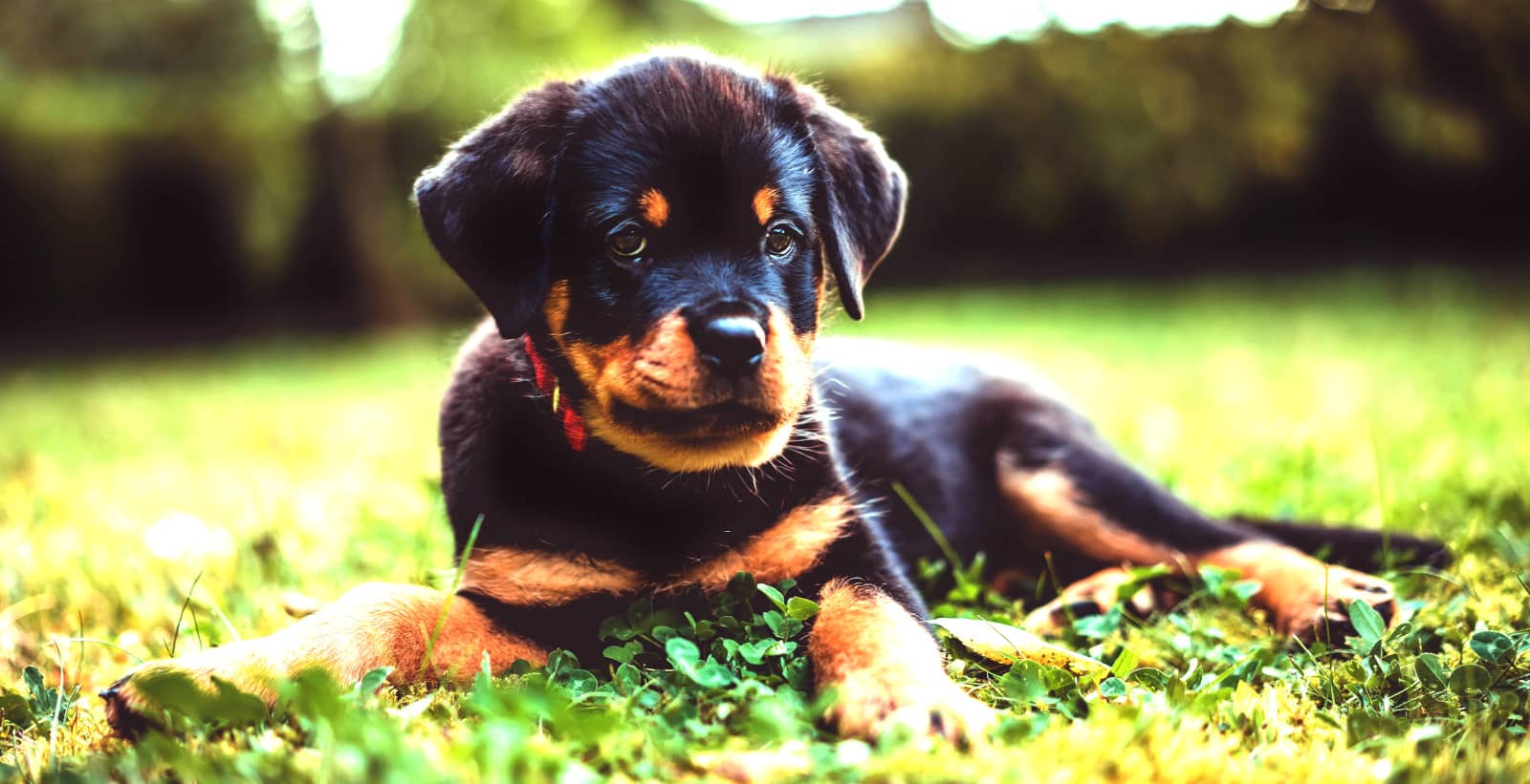 Rottweiler : origine, comportement, prix et santé - Animal Assur