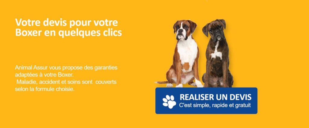 Boxer : origines, comportement, caractère, maladies et prix