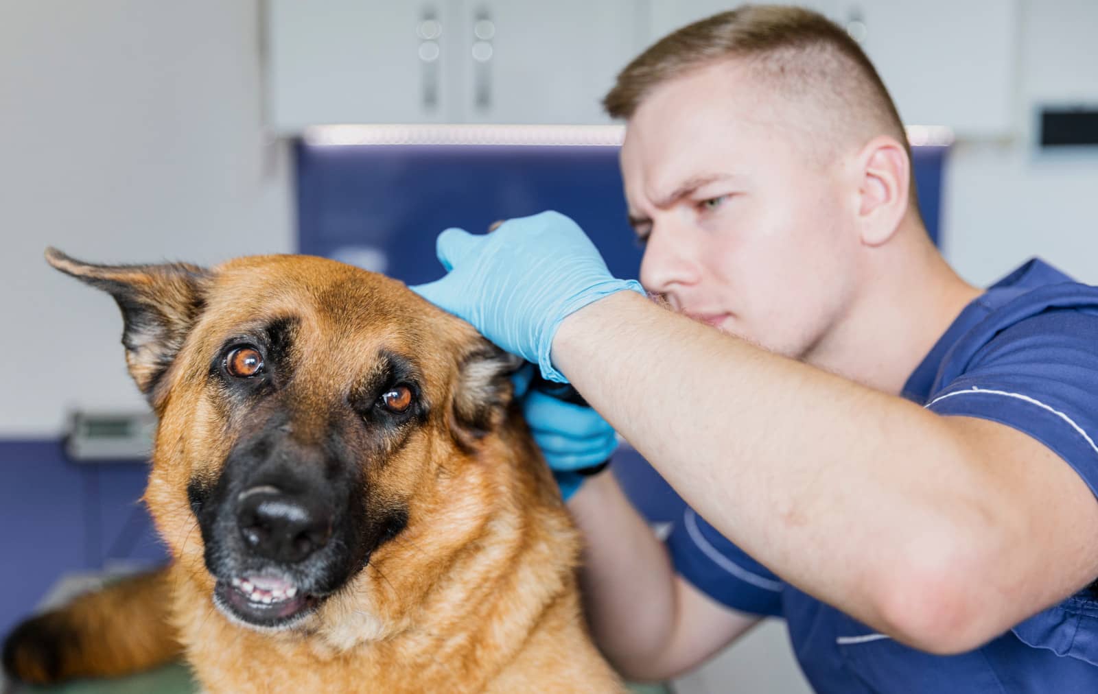 Otite du chien : symptômes, traitement et prévention - Animal Assur