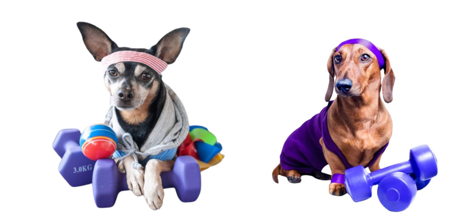 Obésité du chien : causes, traitements et conséquences