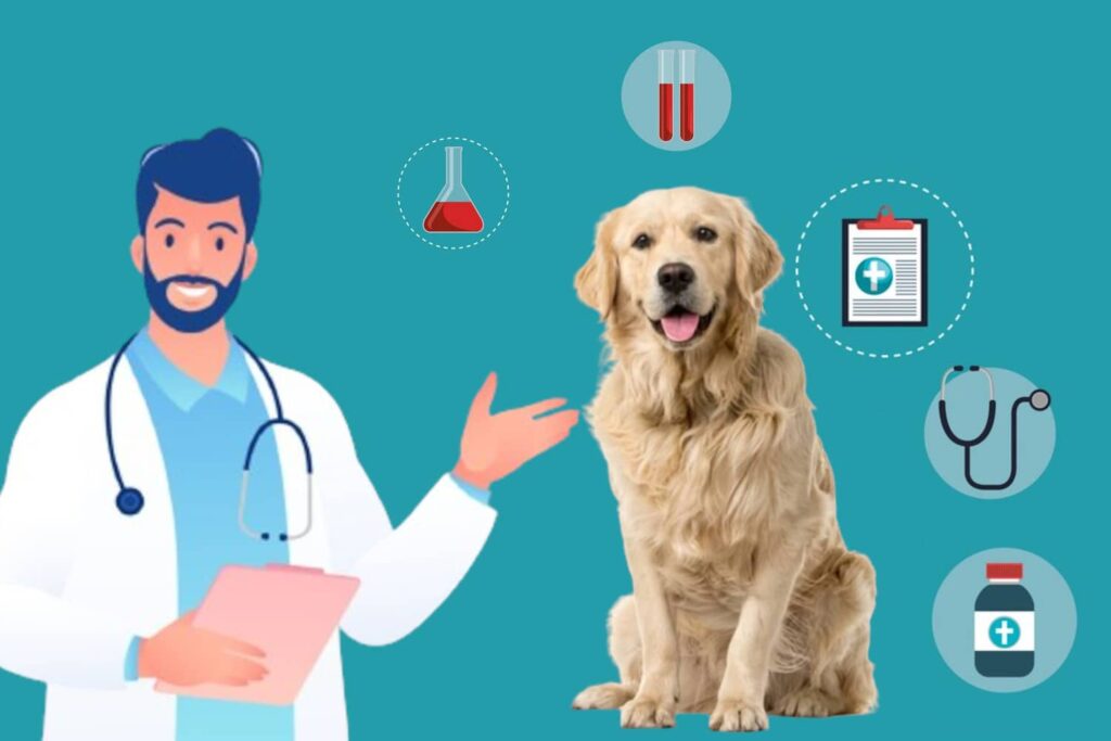 Assurance chien, Mutuelle santé pour chiens - Animal Assur