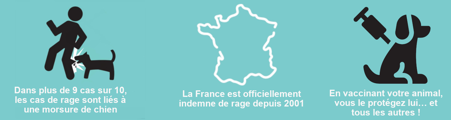 Rage canine : symptômes et prévention pour le chien